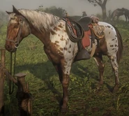 Appaloosa | Red Dead Wiki | Fandom