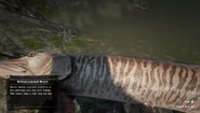 Legendary Muskie | Red Dead Wiki | Fandom