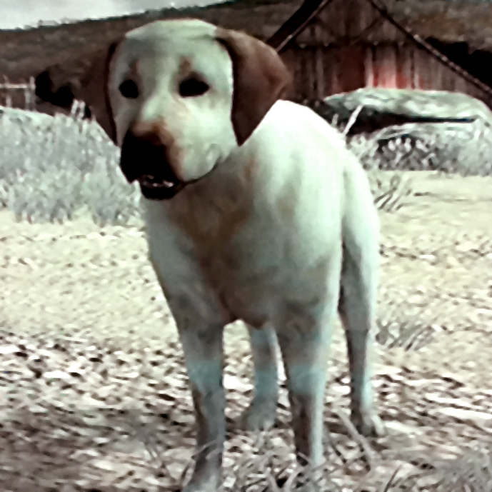 Rufus Red Dead Wiki Fandom Powered By Wikia