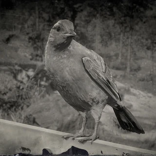 Oriole de Baltimore | Red Dead Wiki | Fandom