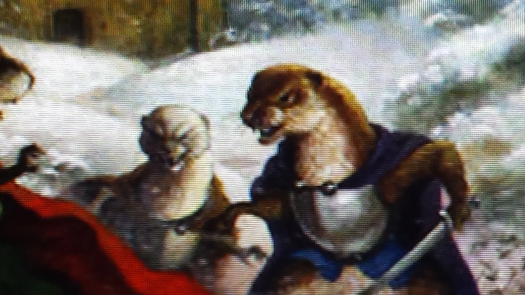 Blacktooth | Redwall Wiki | Fandom