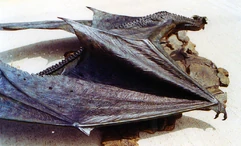 Dragon | Reign of Fire Wiki | FANDOM powered by Wikia