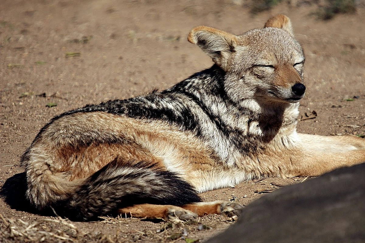 Chacal Rayado | Wiki Reino Animalia | FANDOM powered by Wikia