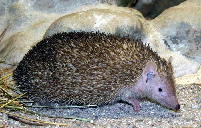 Tenrec Erizo Menor | Wiki Reino Animalia | Fandom