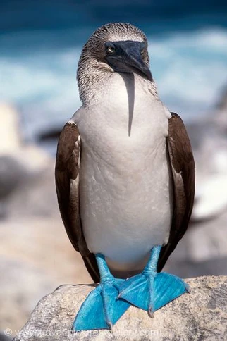 Alcatraz Patiazul | Wiki Reino Animalia | Fandom