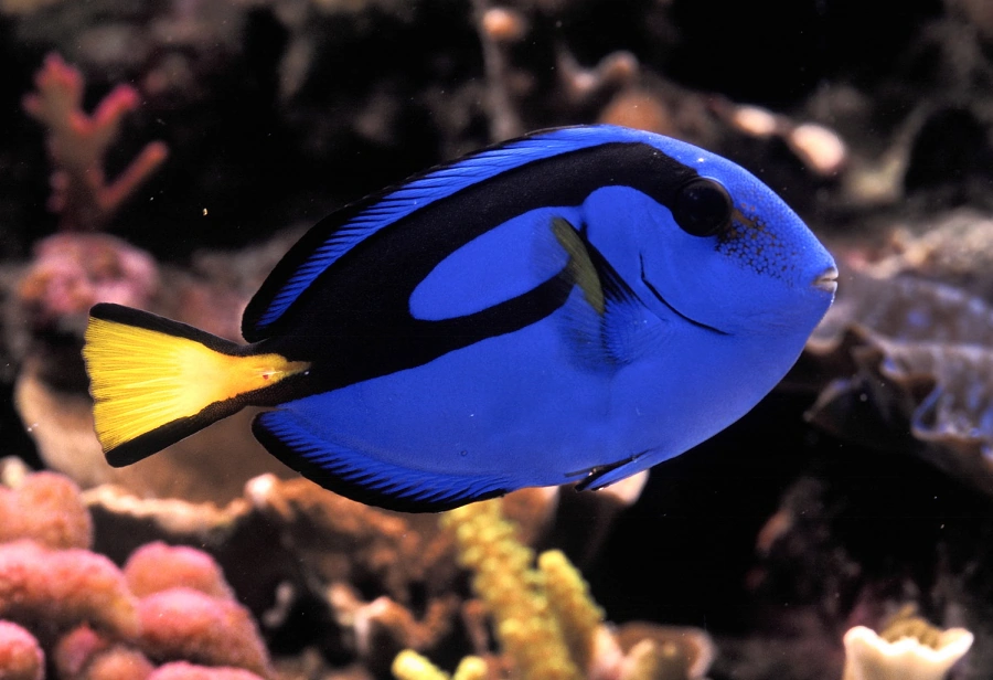 Cirujano Azul | Wiki Reino Animalia | Fandom
