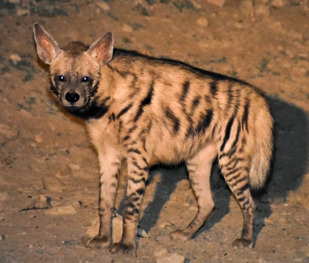 Imagen - Hiena rayada india.png | Wiki Reino Animalia | FANDOM powered ...