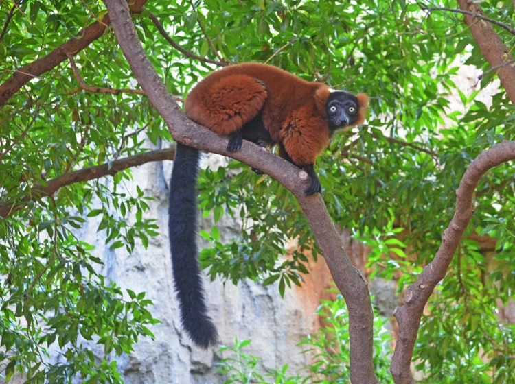 Lémur Rufo Rojo | Wiki Reino Animalia | Fandom