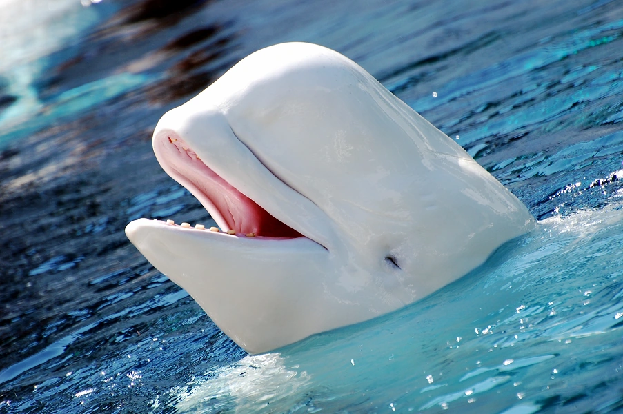 Beluga | Wiki Reino Animalia | FANDOM powered by Wikia