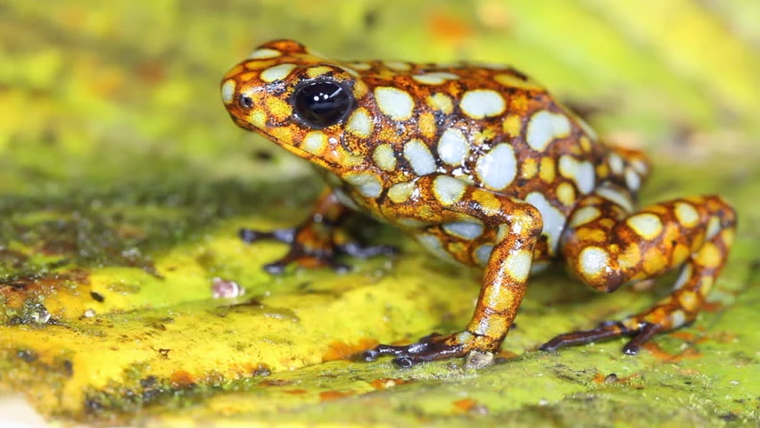 Kiki | Wiki Reino Animalia | Fandom