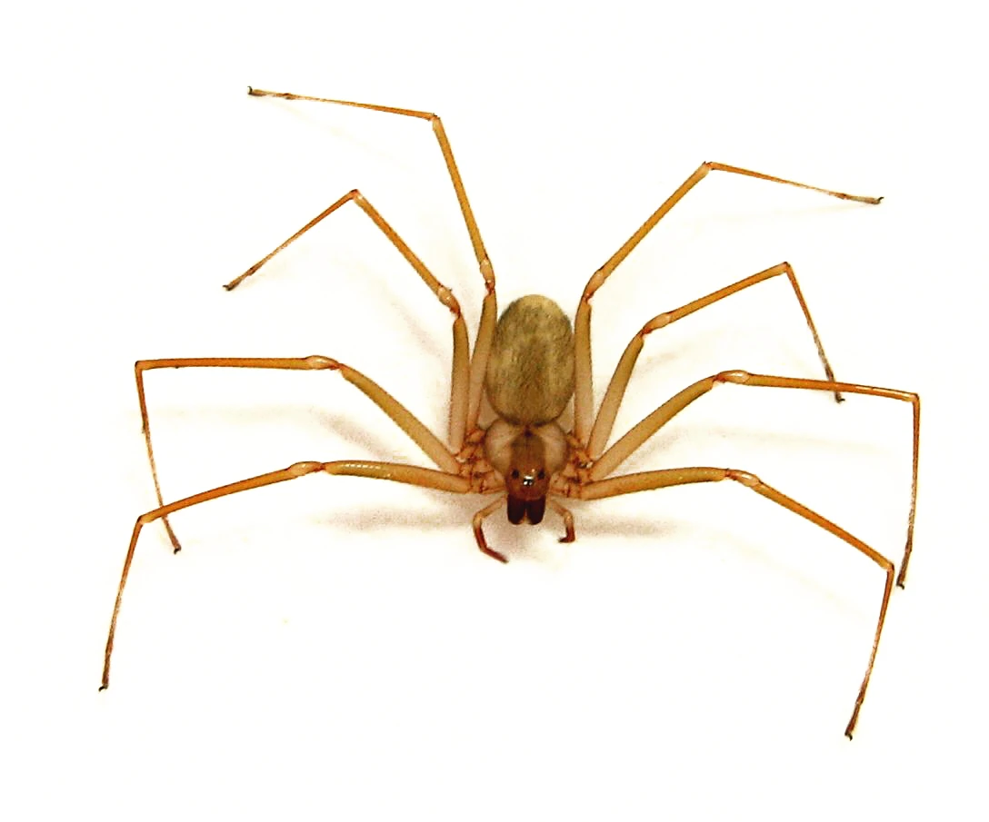 Araña de Rincón | Wiki Reino Animalia | Fandom