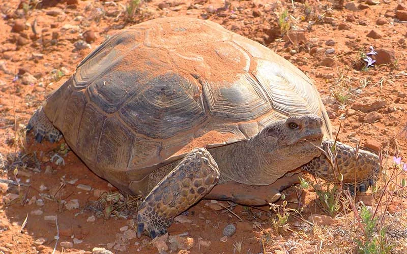 Tortuga del Desierto de Mojave | Wiki Reino Animalia | Fandom