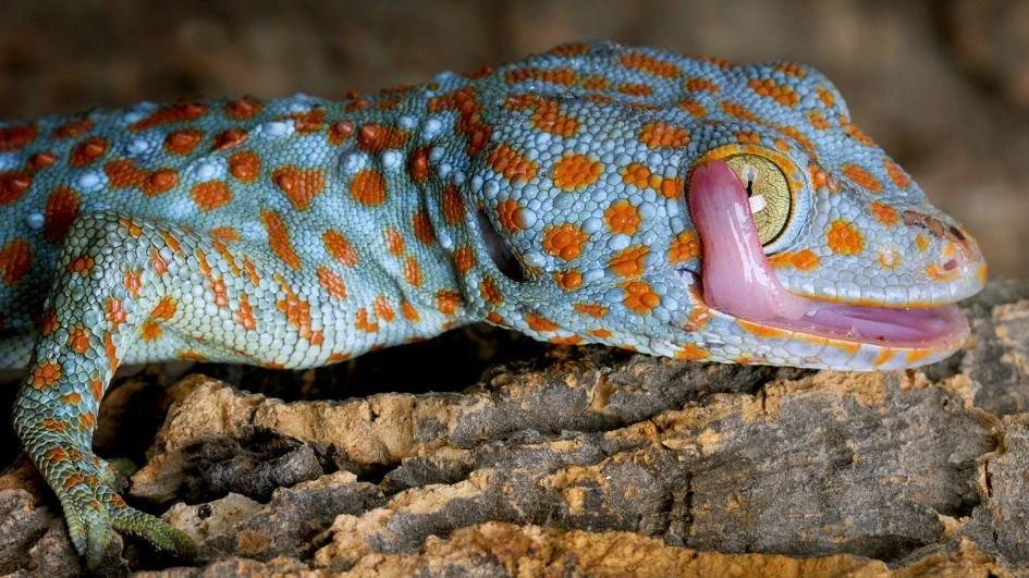 Imagen - Tokay-gecko-for-sale.jpg | Wiki Reino Animalia | FANDOM ...