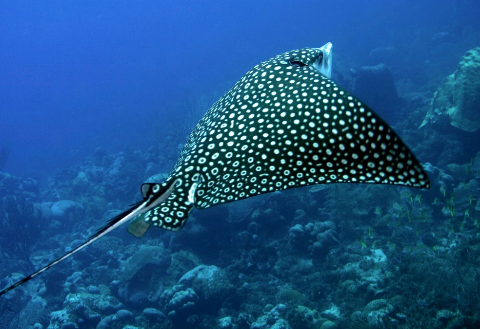 Raya Jaspeada | Wiki Reino Animalia | Fandom