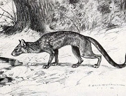 Cánidos | Wiki Reino Animalia | Fandom