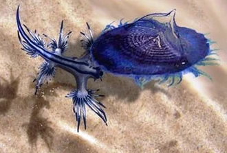 Dragón Azul | Wiki Reino Animalia | Fandom