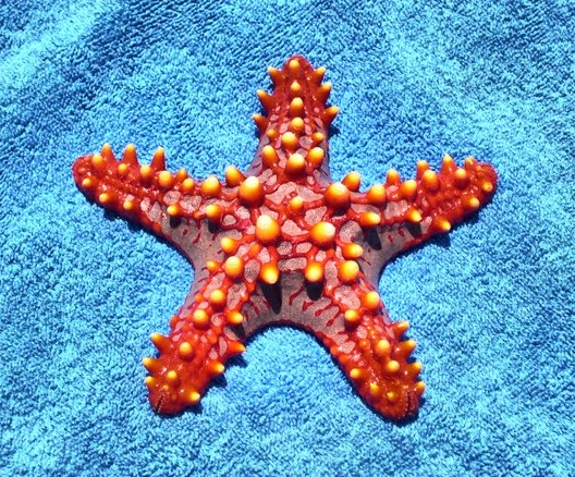 Equinodermos | Wiki Reino Animalia | Fandom