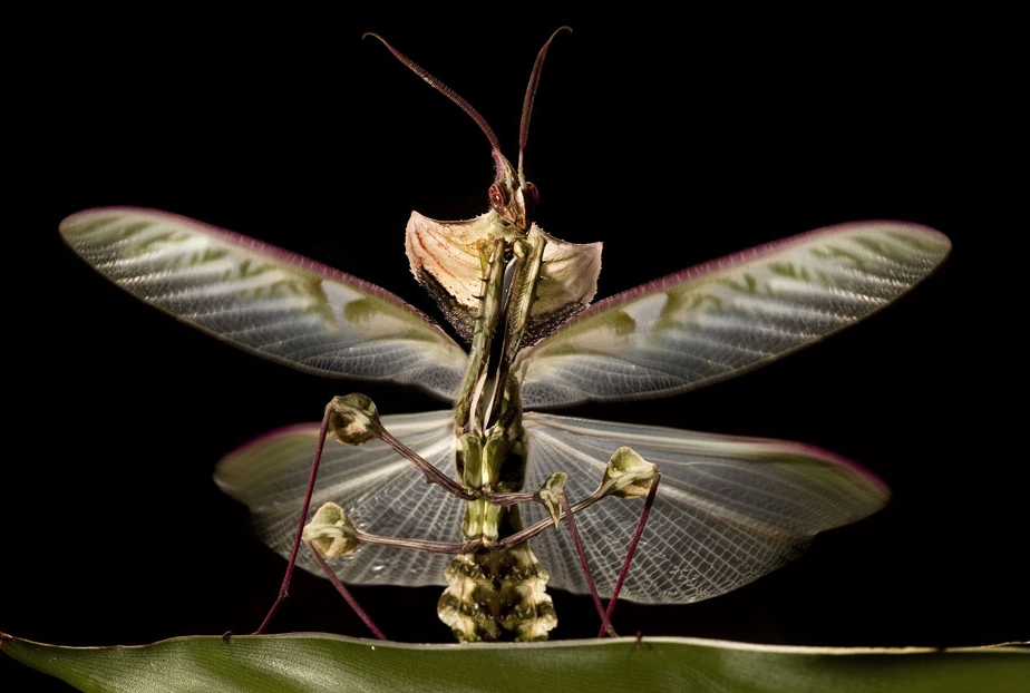 Mantis Diabólica | Wiki Reino Animalia | FANDOM powered by Wikia