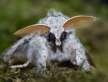 Imagen - Polilla poodle 2.png | Wiki Reino Animalia | FANDOM powered by ...