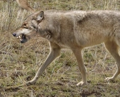 Canis | Wiki Reino Animalia | FANDOM powered by Wikia