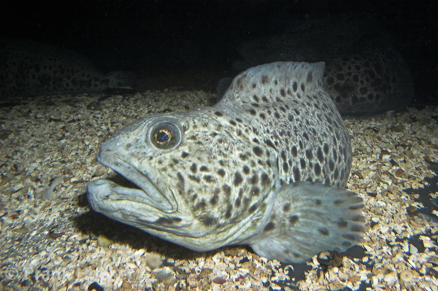 Pez Lobo Manchado | Wiki Reino Animalia | Fandom