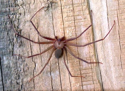 Araña de Rincón | Wiki Reino Animalia | Fandom