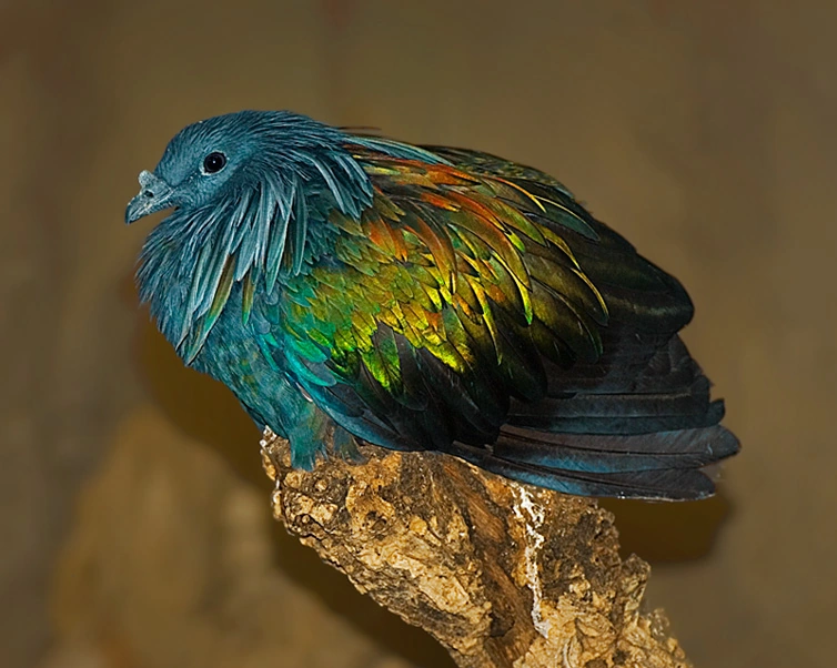 Paloma de Nicobar | Wiki Reino Animalia | Fandom