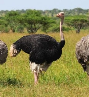 Avestruz | Wiki Reino Animalia | Fandom