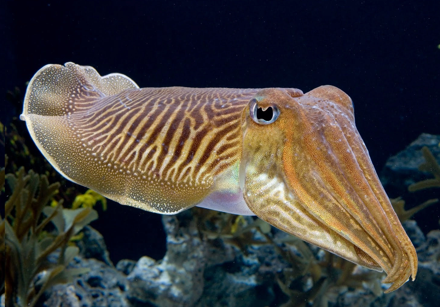 Moluscos | Wiki Reino Animalia | FANDOM powered by Wikia