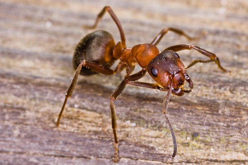 Hormiga de Madera Escocesa | Wiki Reino Animalia | Fandom