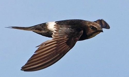 Vencejo Cafre | Wiki Reino Animalia | Fandom