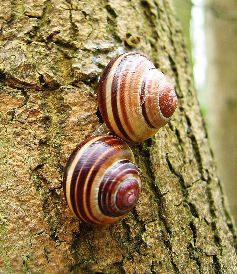 Caracol Rayado | Wiki Reino Animalia | Fandom