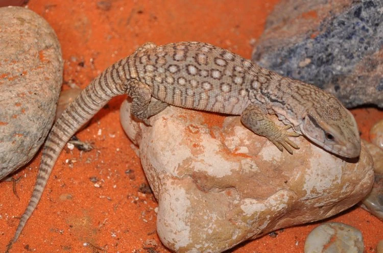 Varano de Sabana | Wiki Reino Animalia | Fandom