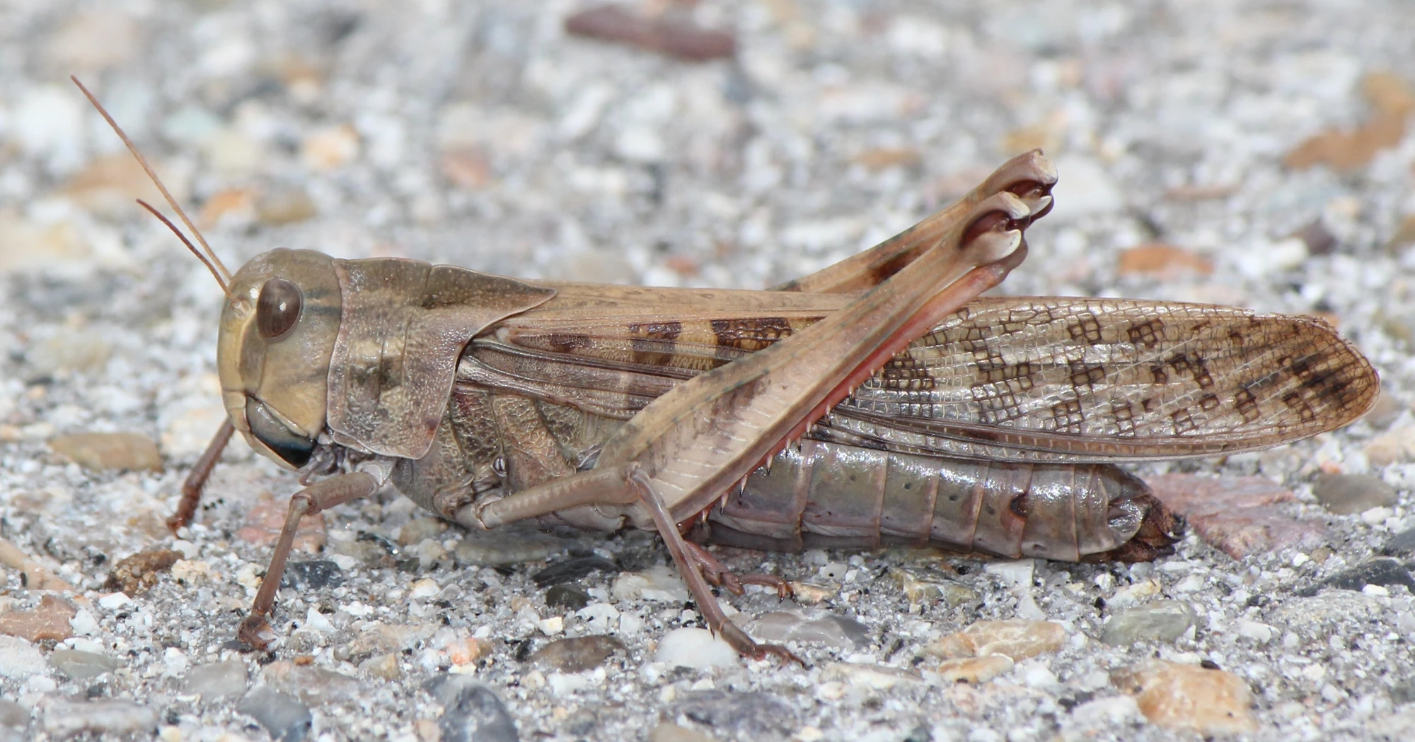 Langosta Migratoria | Wiki Reino Animalia | Fandom