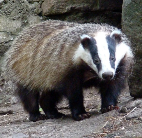 Tejón Europeo | Wiki Reino Animalia | Fandom