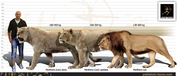 Imagen - Leon americano 4.png | Wiki Reino Animalia | FANDOM powered by ...