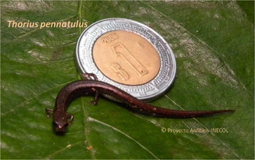 Salamandra Pigmea veracruzana | Wiki Reino Animalia | Fandom