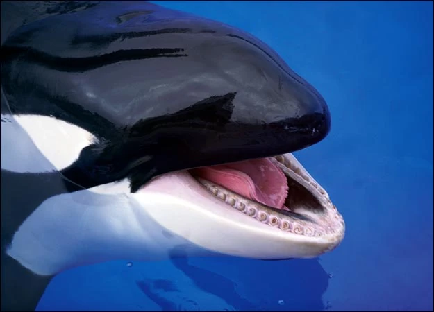 Orca | Wiki Reino Animalia | FANDOM powered by Wikia