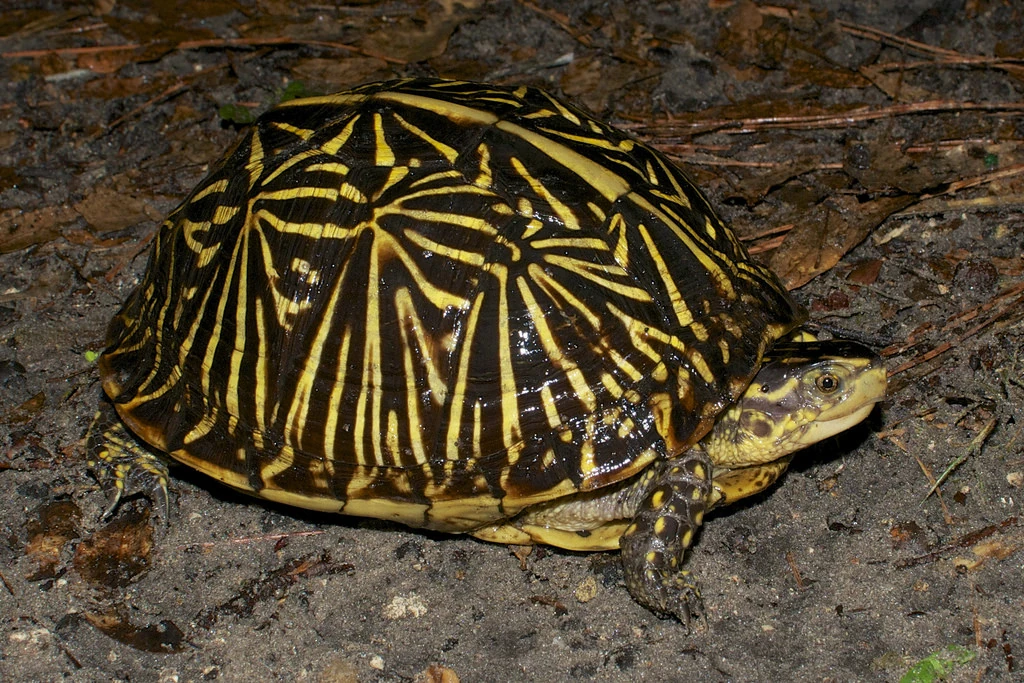Tortuga Caja de Florida | Wiki Reino Animalia | Fandom