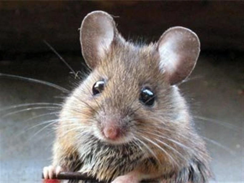 Ratón Casero | Wiki Reino Animalia | Fandom