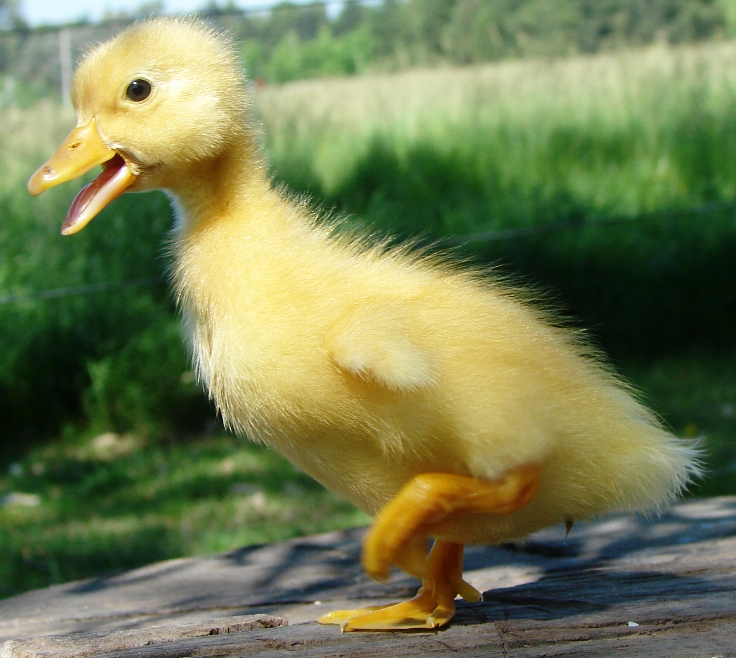 Pato Doméstico | Wiki Reino Animalia | Fandom Pato Doméstico | Wiki Reino Animalia | Fandom