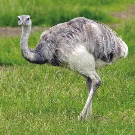 Ñandu Común | Wiki Reino Animalia | Fandom