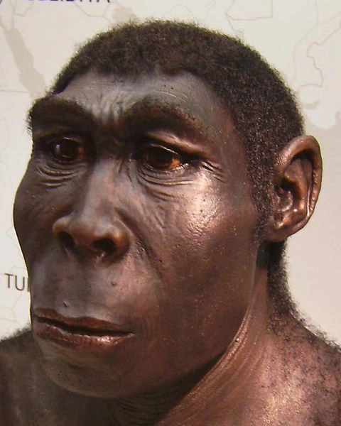 Imagen - Homo erectus 2.png | Wiki Reino Animalia | FANDOM powered by Wikia