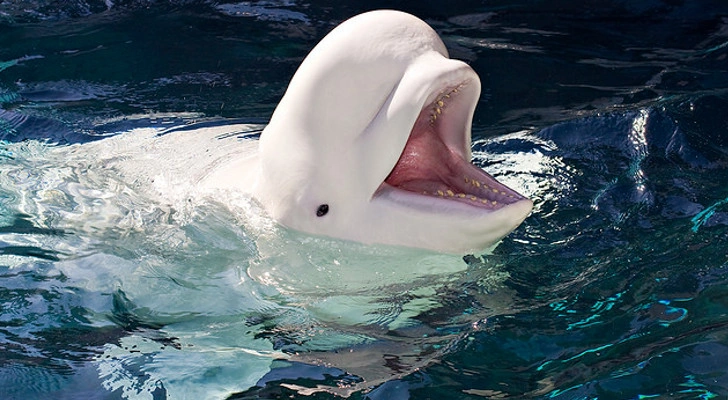 Imagen - Beluga 7.png | Wiki Reino Animalia | FANDOM powered by Wikia