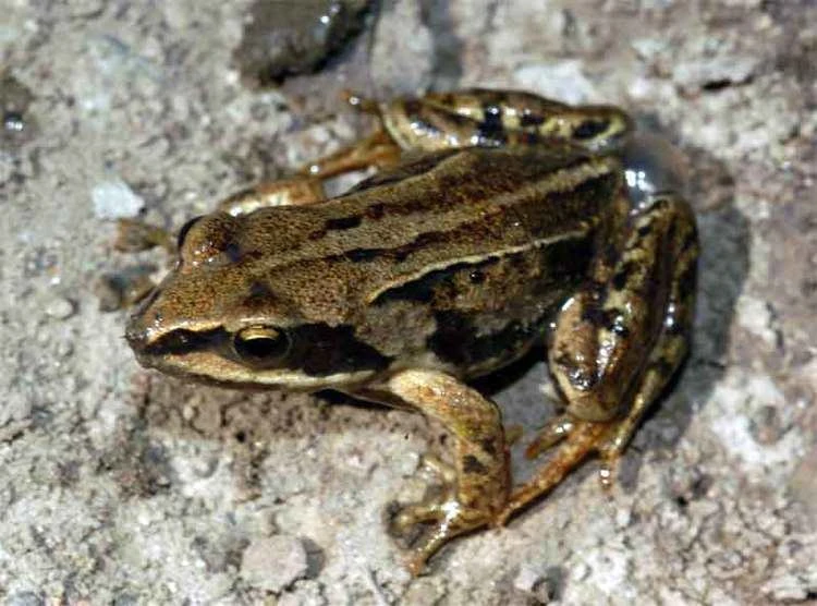 Rana Nemorosa Siberiana | Wiki Reino Animalia | Fandom