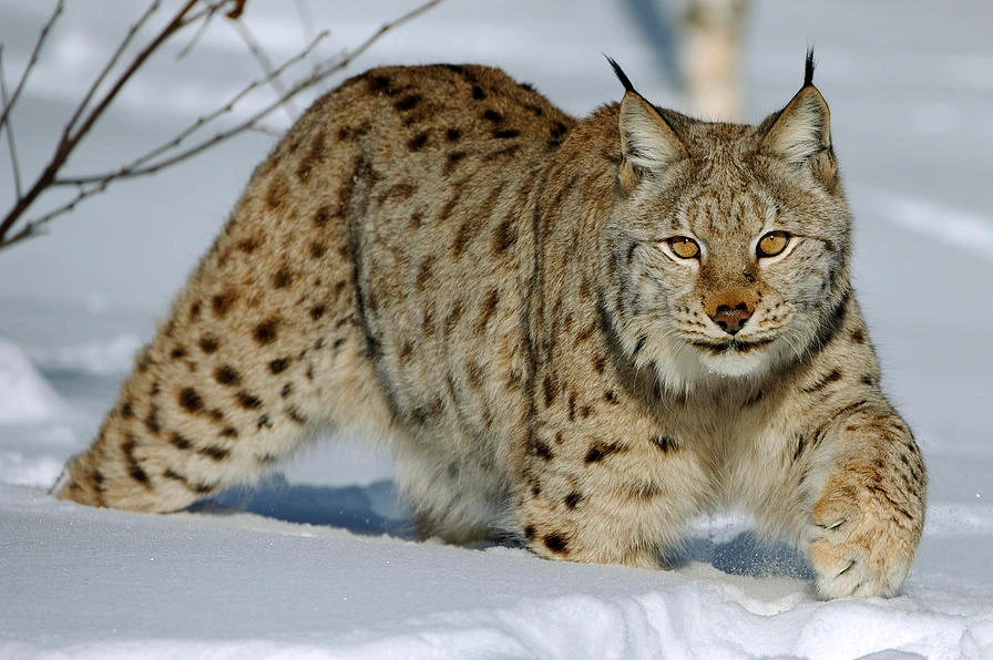 Imagen - Lince boreal 6.png | Wiki Reino Animalia | FANDOM powered by Wikia