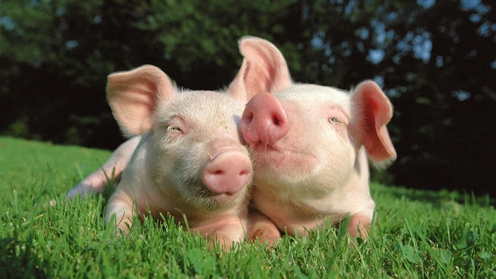 Imagen - Sonar-cerdos-puercos.jpg | Wiki Reino Animalia | FANDOM ...