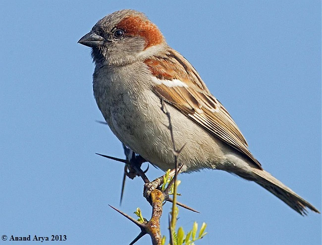 Gorrión del Sind | Wiki Reino Animalia | Fandom