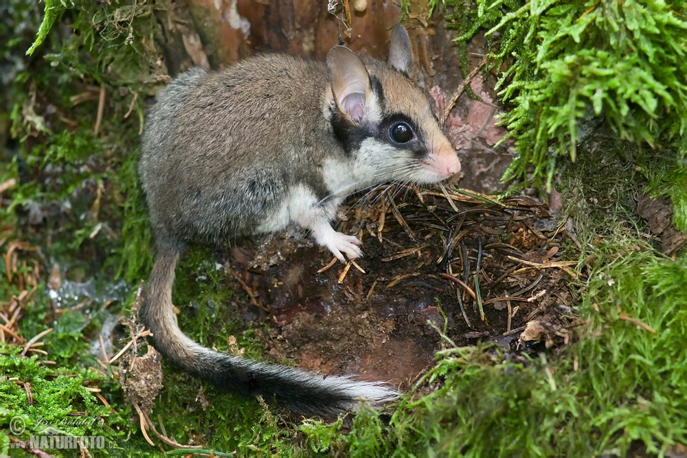 Lirón Careto | Wiki Reino Animalia | Fandom