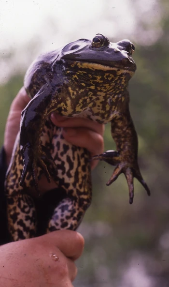 Rana Toro | Wiki Reino Animalia | FANDOM powered by Wikia